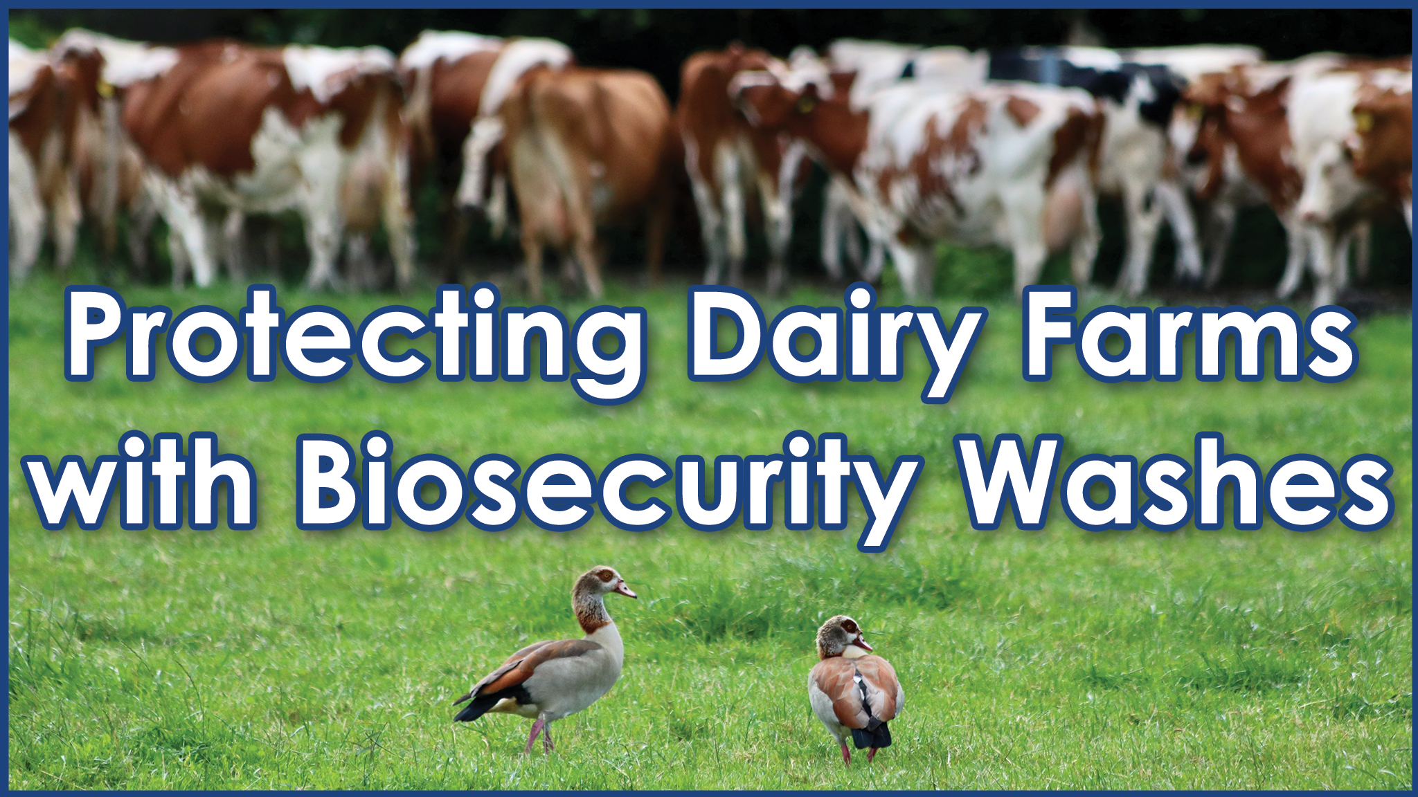 Protecting Dairy Farms: How Biosecurity Washes Combat Bird Flu Spread ...